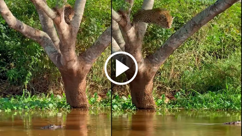 MGSU Result 2024, univindia.net BA BSc BCom Results Link